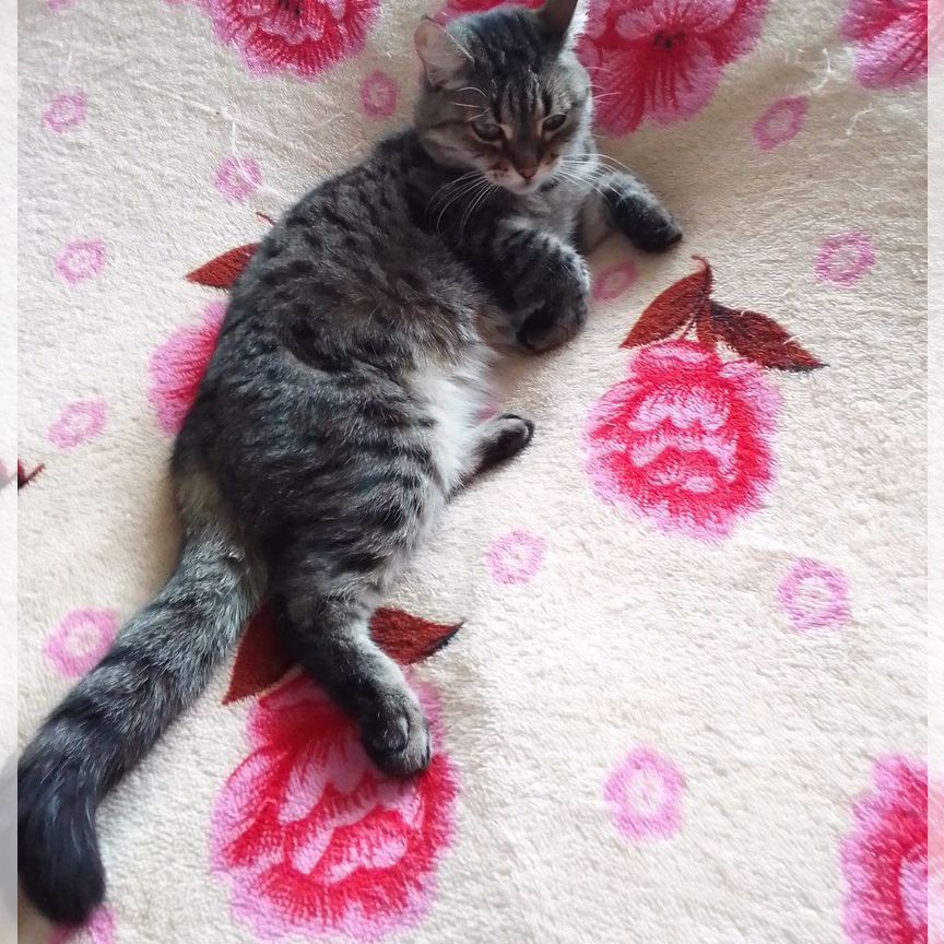 Взрослая, кошка в добрые руки