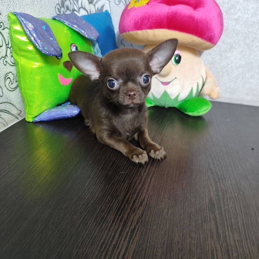 Самая красивая чихуахуа