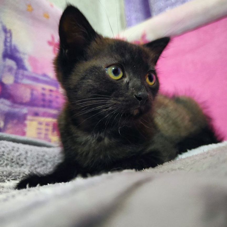 Котёнок в добрые руки (м)
