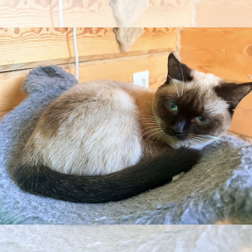Сиамский котёнок