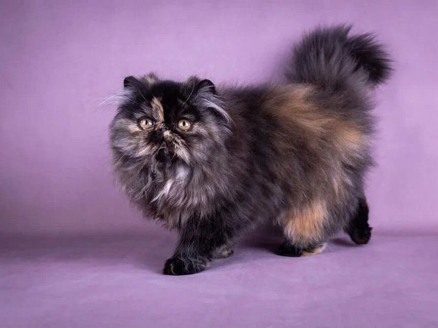 Персидская девочка