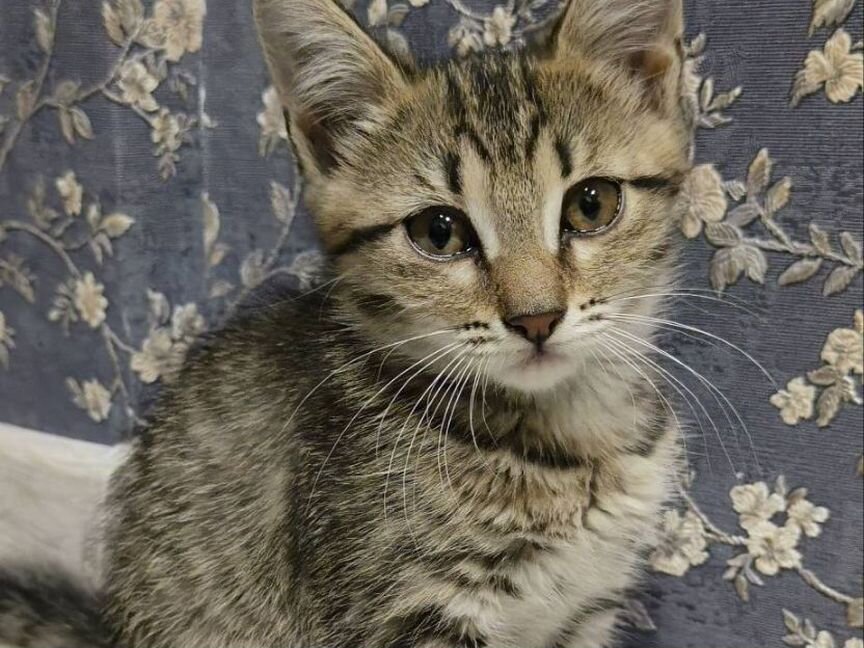 Котята в добрые руки приучены к лотку