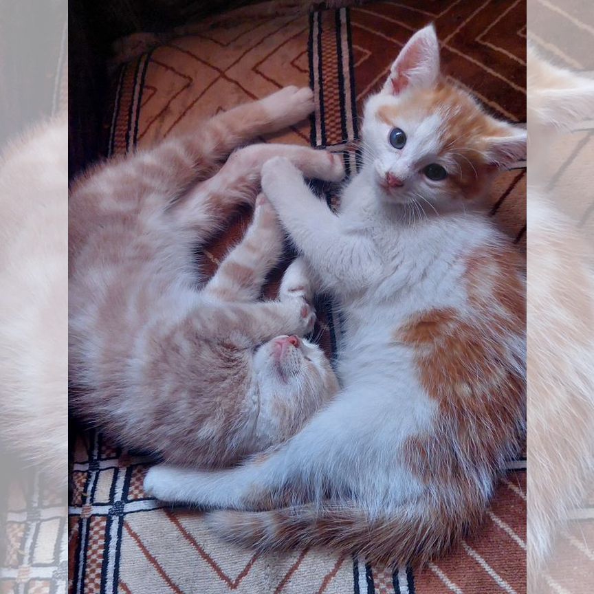 Отдам котенка в добрые руки Кулебаки