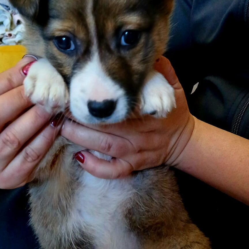 Щенуля в добрые руки