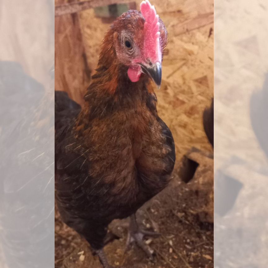 Молодые петухи и перепёлки