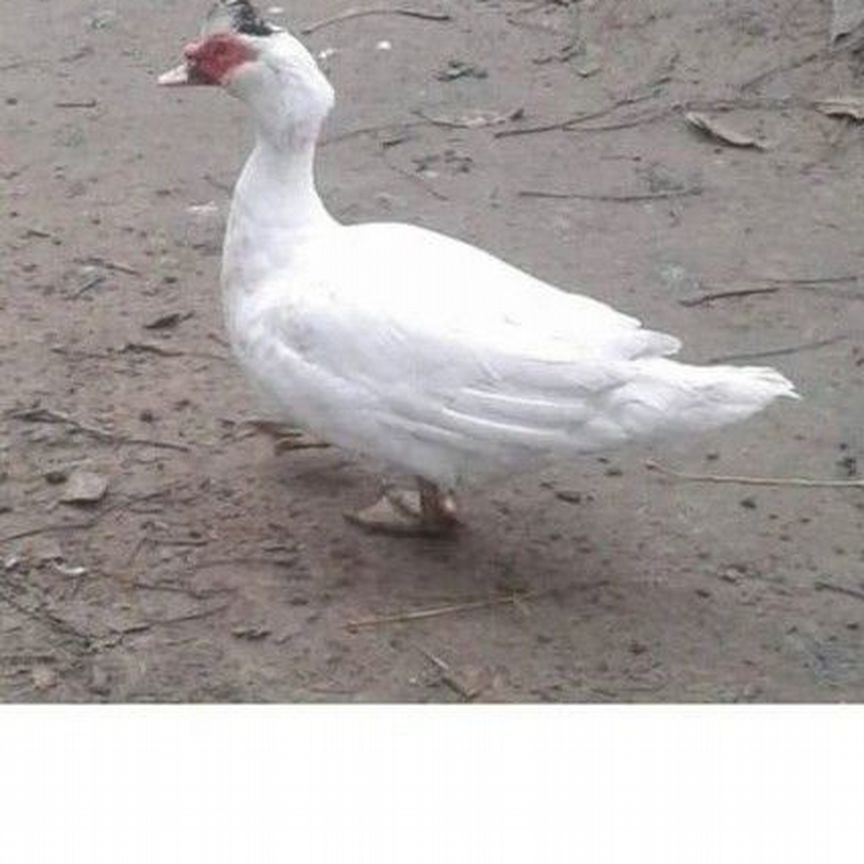 Индоутки Белые Отборные