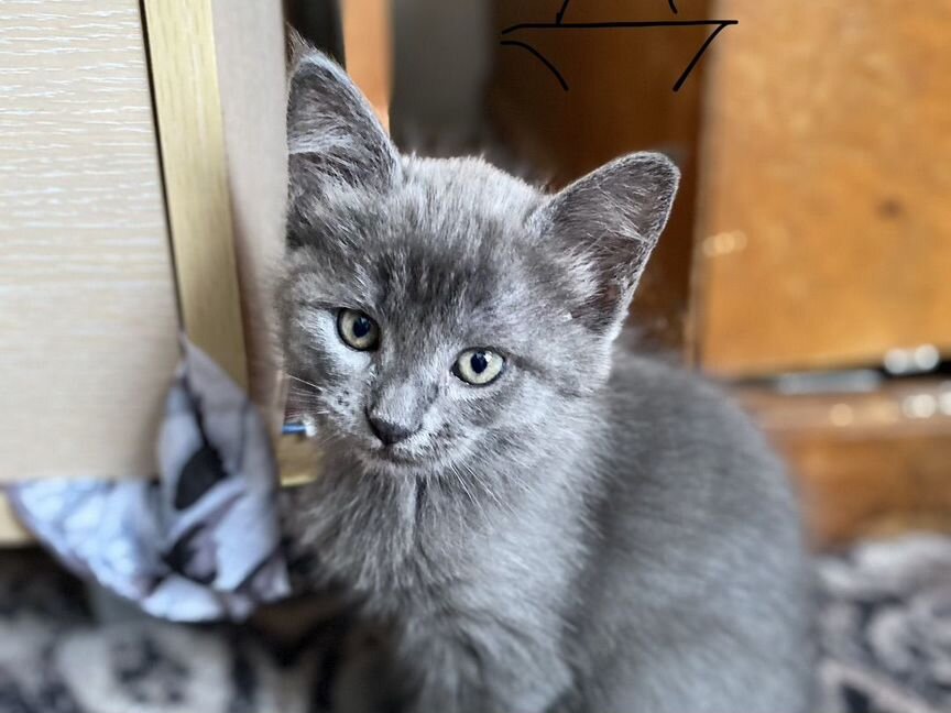 Котята сфинкс