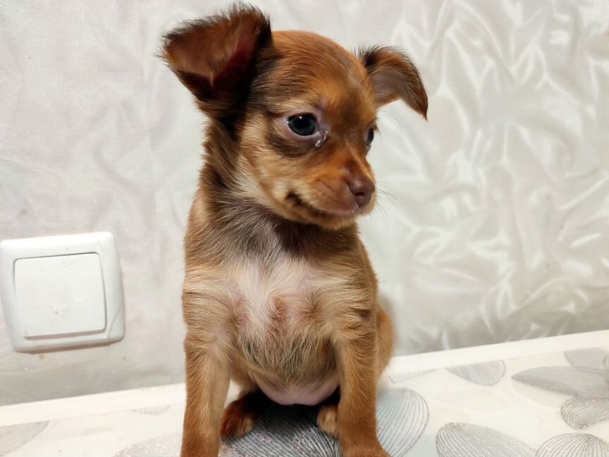 Щенок русский той-терьер длинношерстный