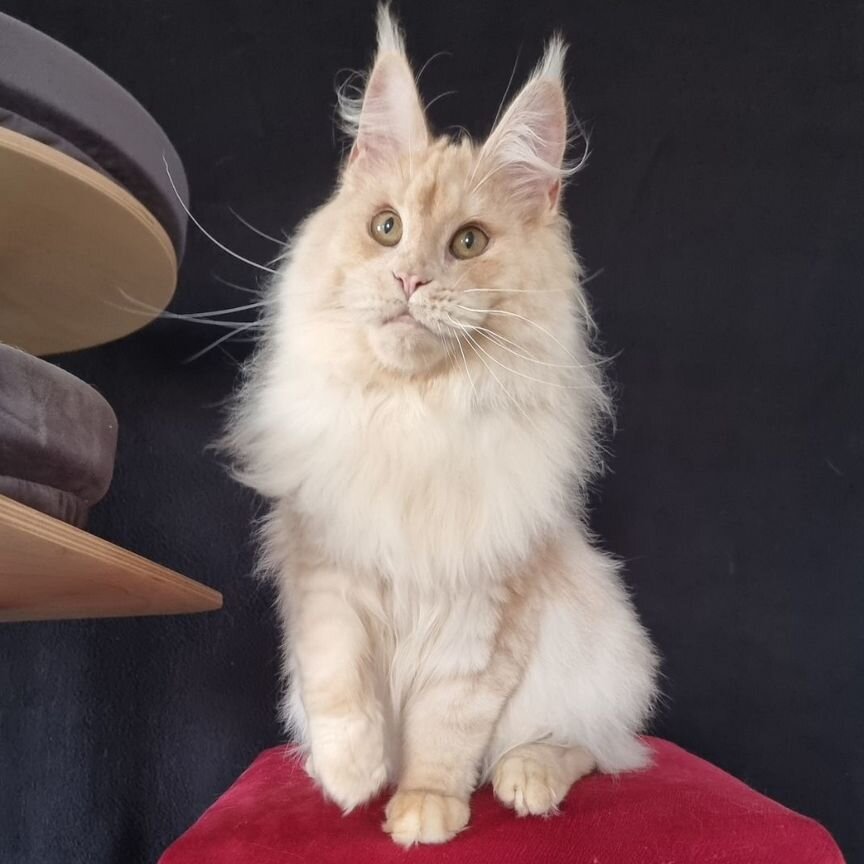 Мейн-кун котёнок