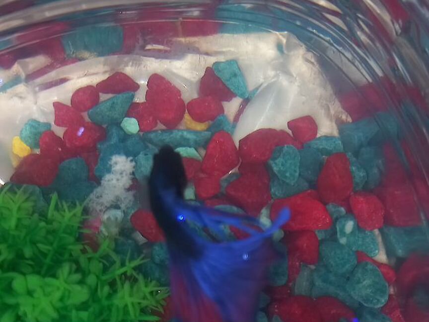 Рыбка петушок самка