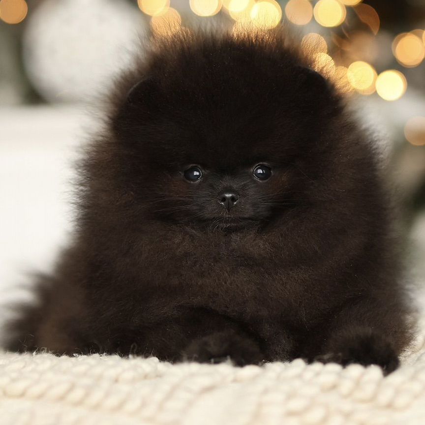 Померанский шпиц мальчик черный