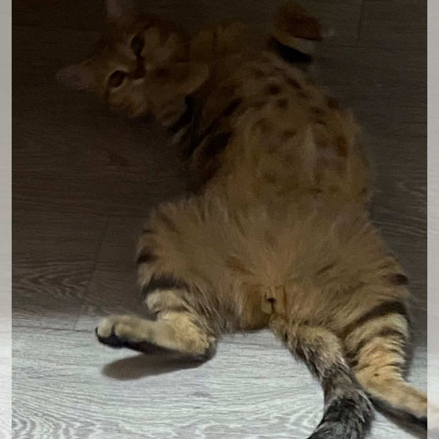 Шотландская кошка