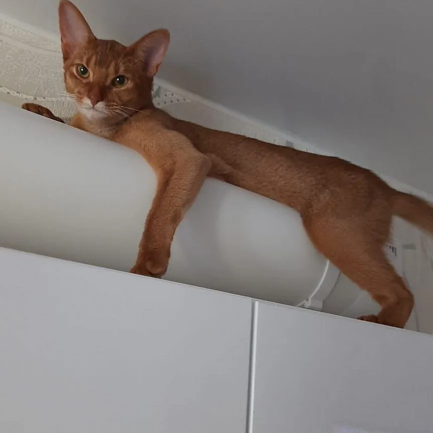 Абиссинская кошка Сима