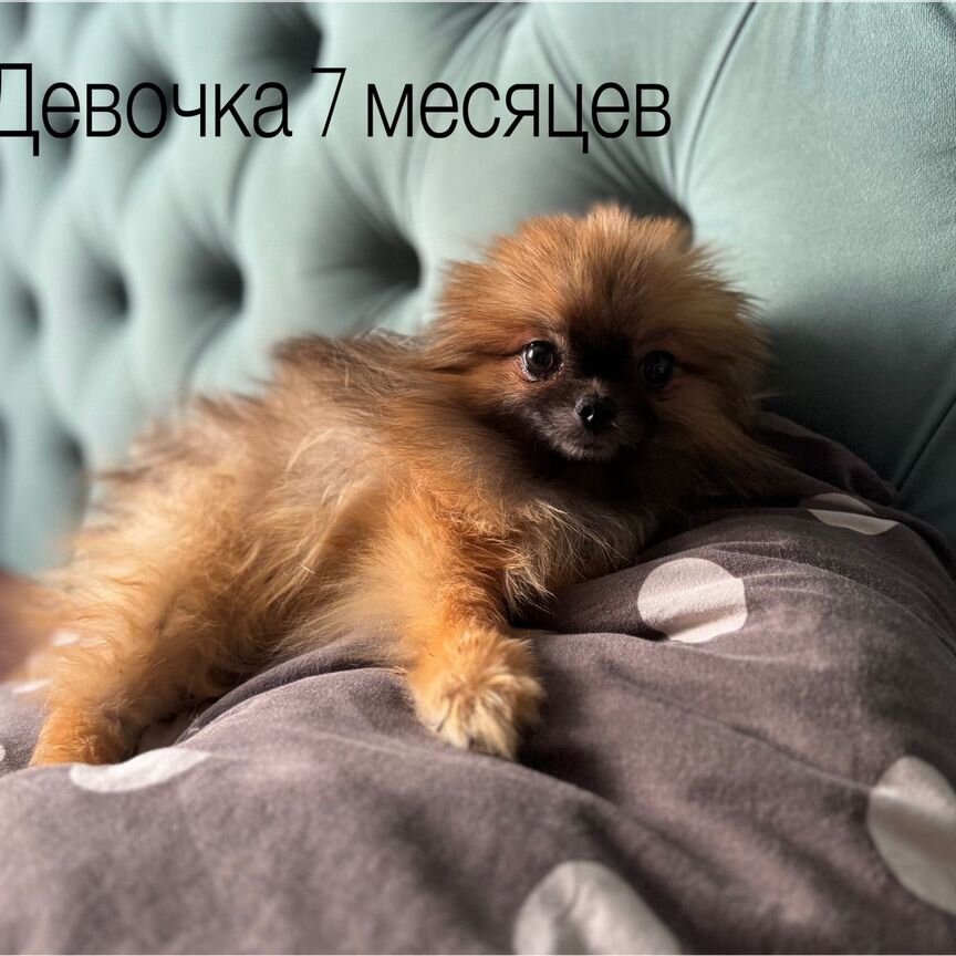 Померанский шпиц, щенок