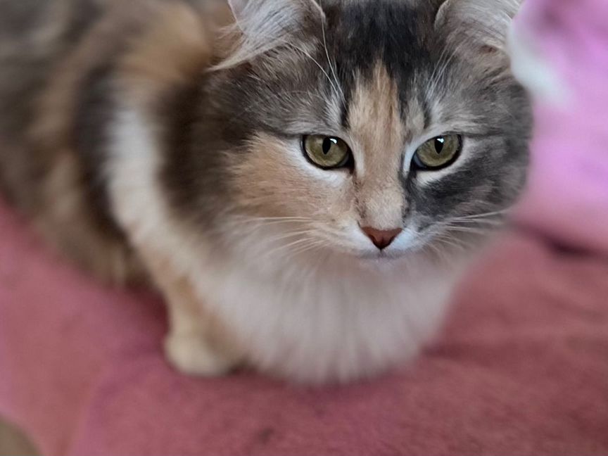 Сибирская кошка Эльза в добрые руки дар бесплатно