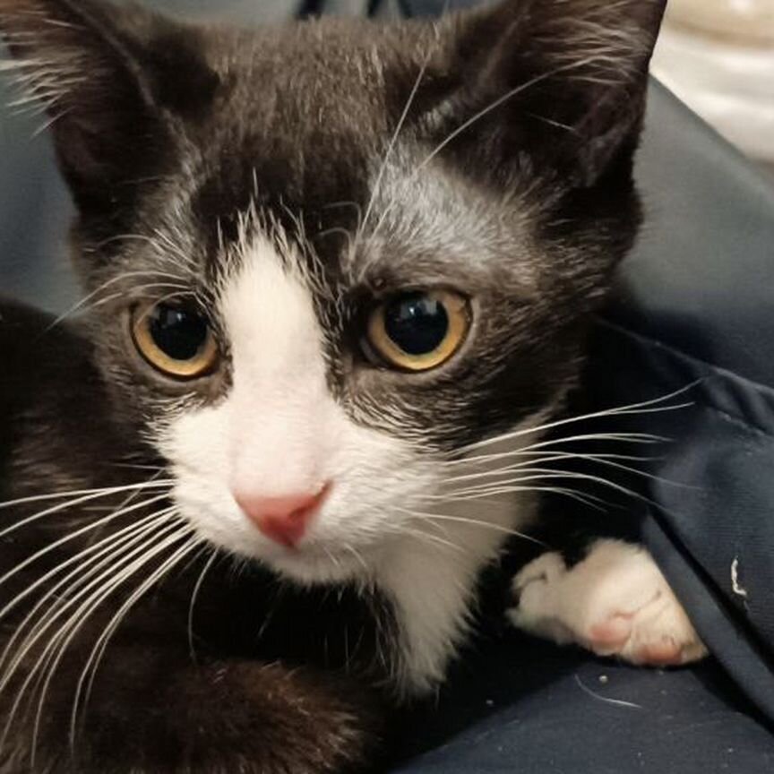 Котёнок от частного владельца