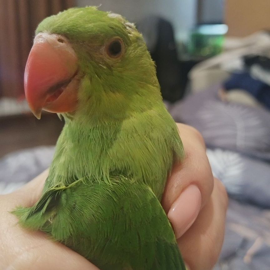 Птенцы ожерелового попугая