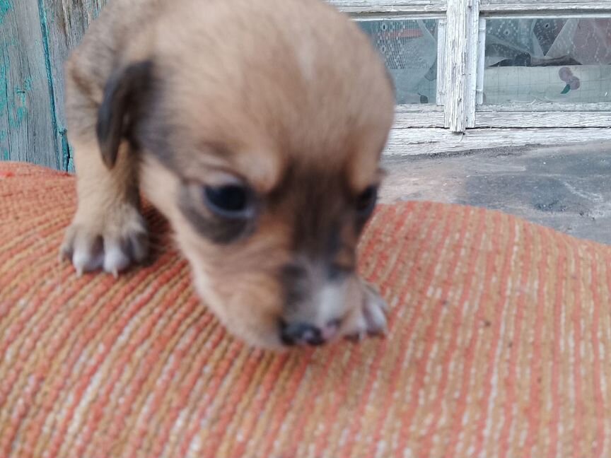 Щенки дворняшки