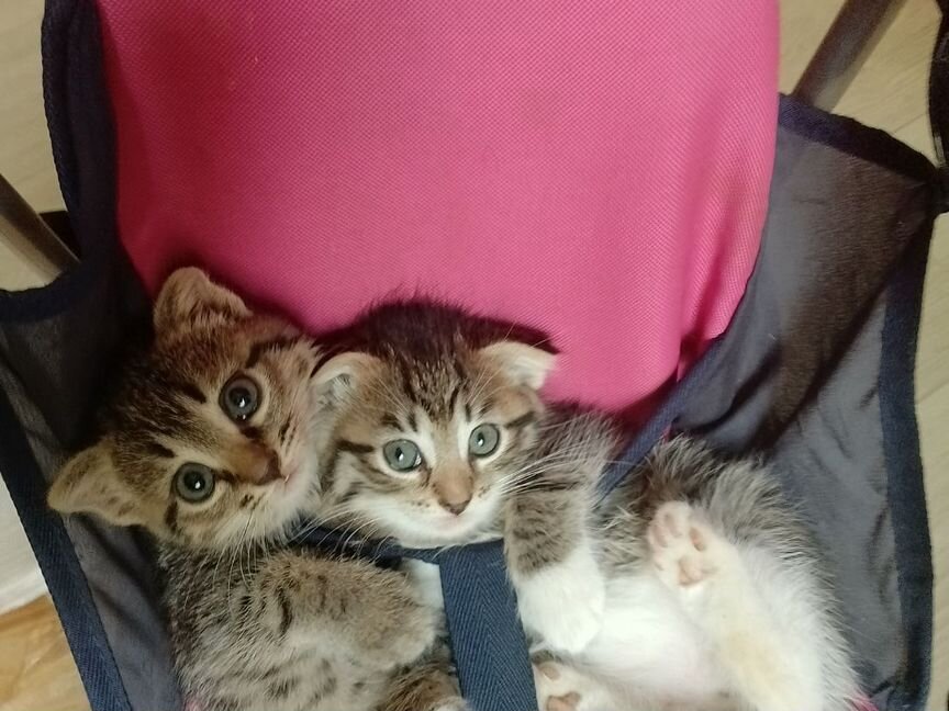 Вислоухие котята