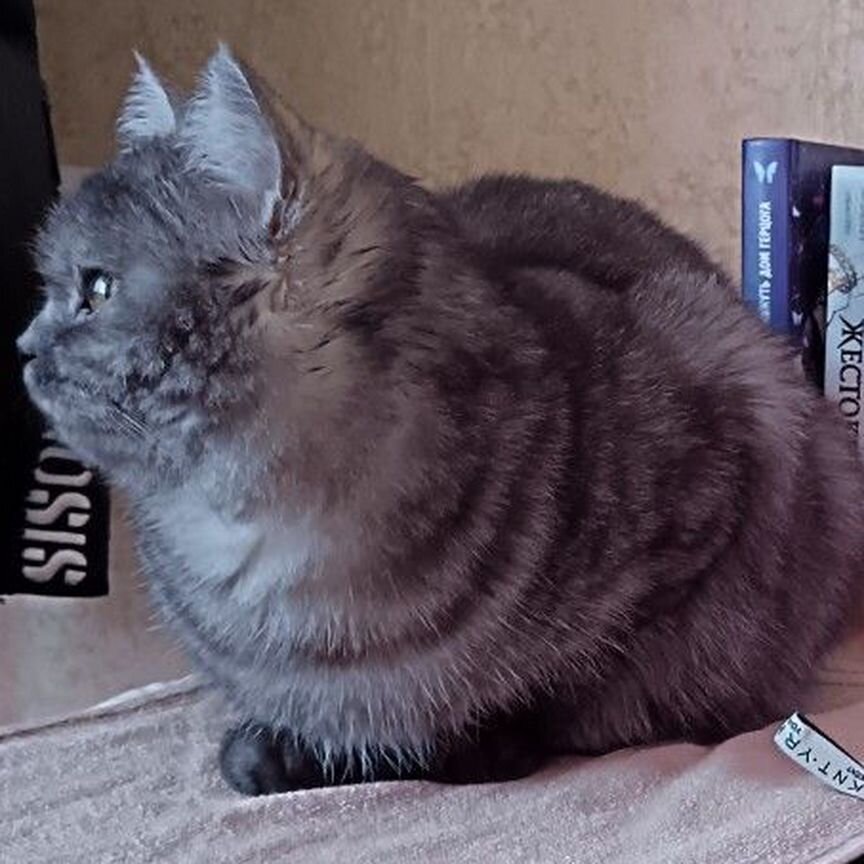 Шотландская прямоухая короткошёрстная, взрослая кошка