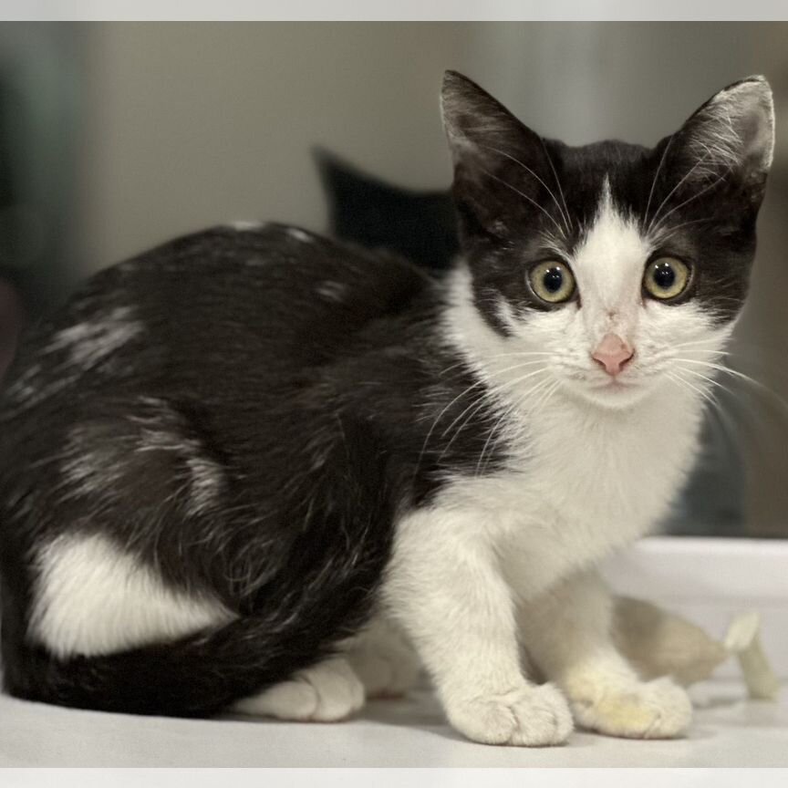 Котёнок в добрые руки