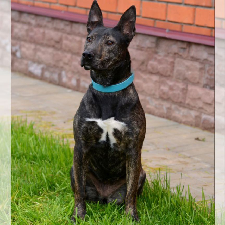 Американский питбультерьер, щенок