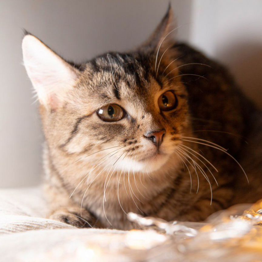 Котенок девочка