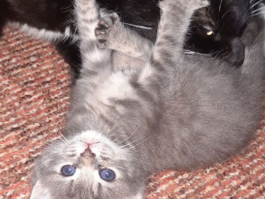 Котята в добрые руки бесплатно