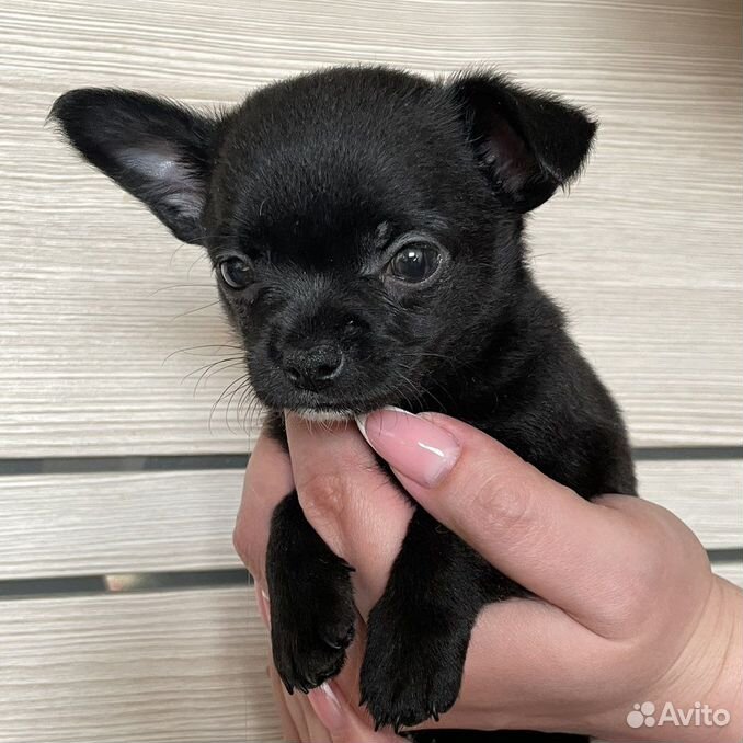 Чихуахуа мини-уголек мальчик