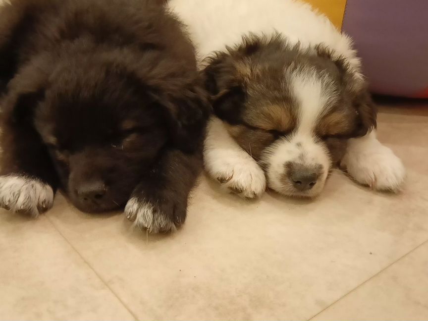 Щенок в добрые руки бесплатно