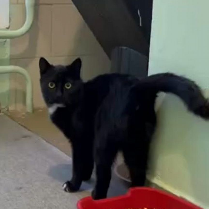 Взрослая, Девочка кошка в добрые руки