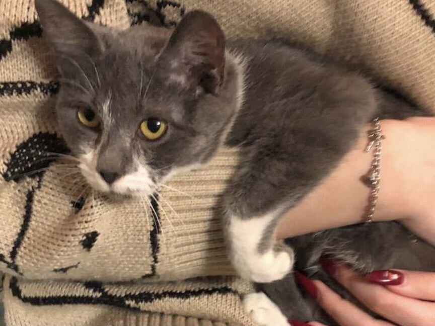 Котенку нужен дом