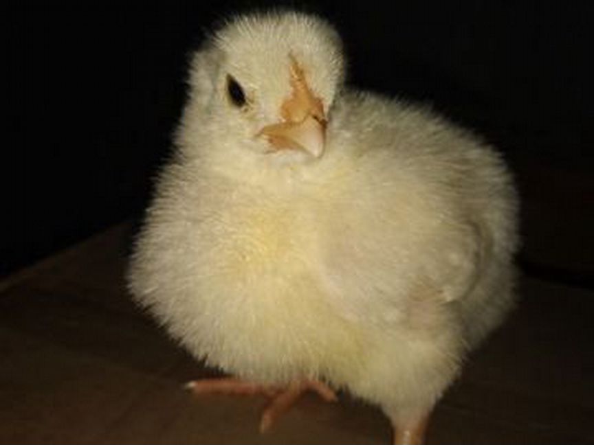 Супербройлер