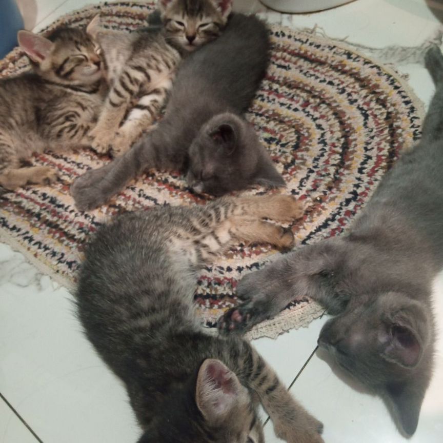 Отдам котят