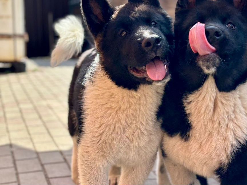 Щеночки Американской акиты