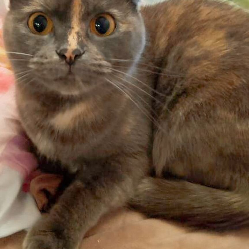 Шотландская вислоухая кошка
