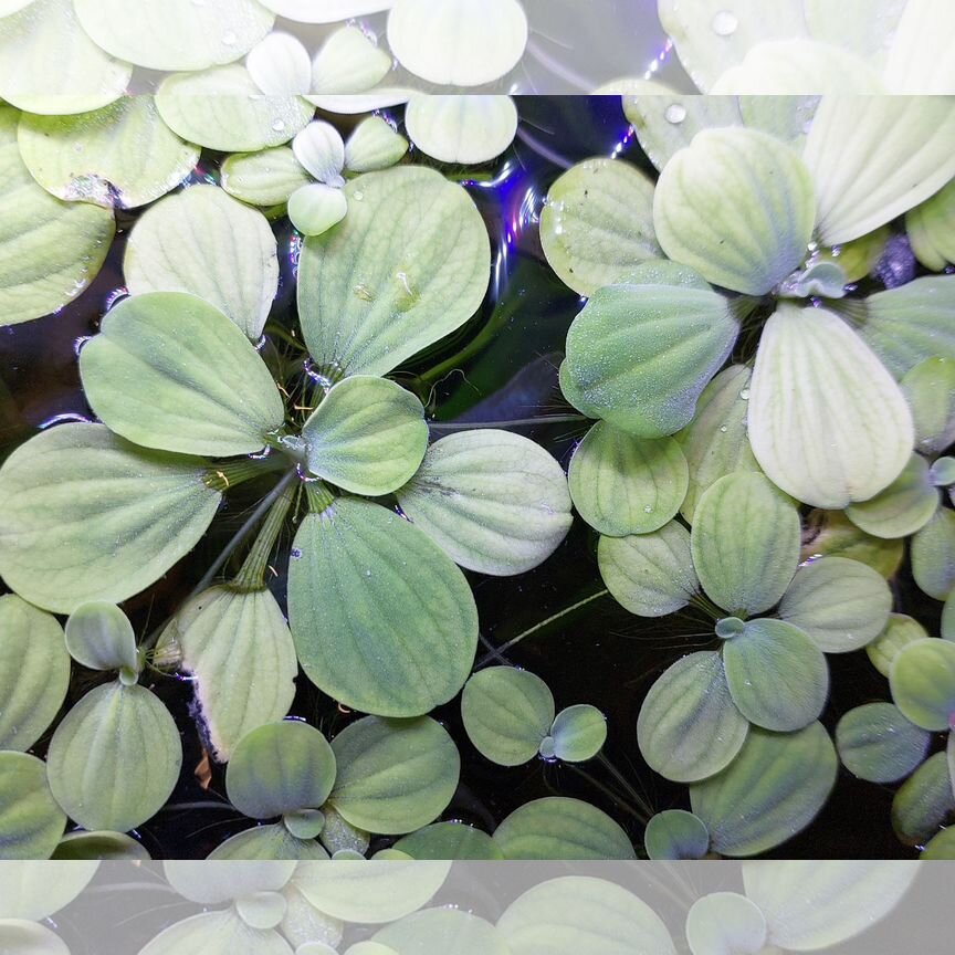 Растения пистия