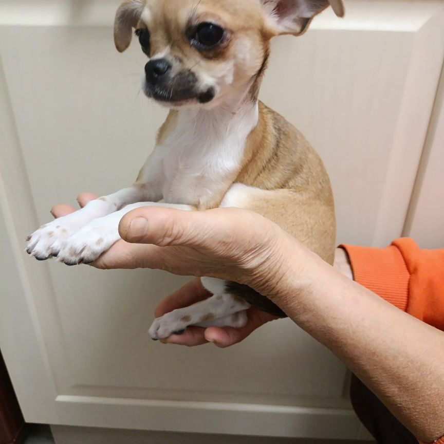 Девочка и мальчик стандарт