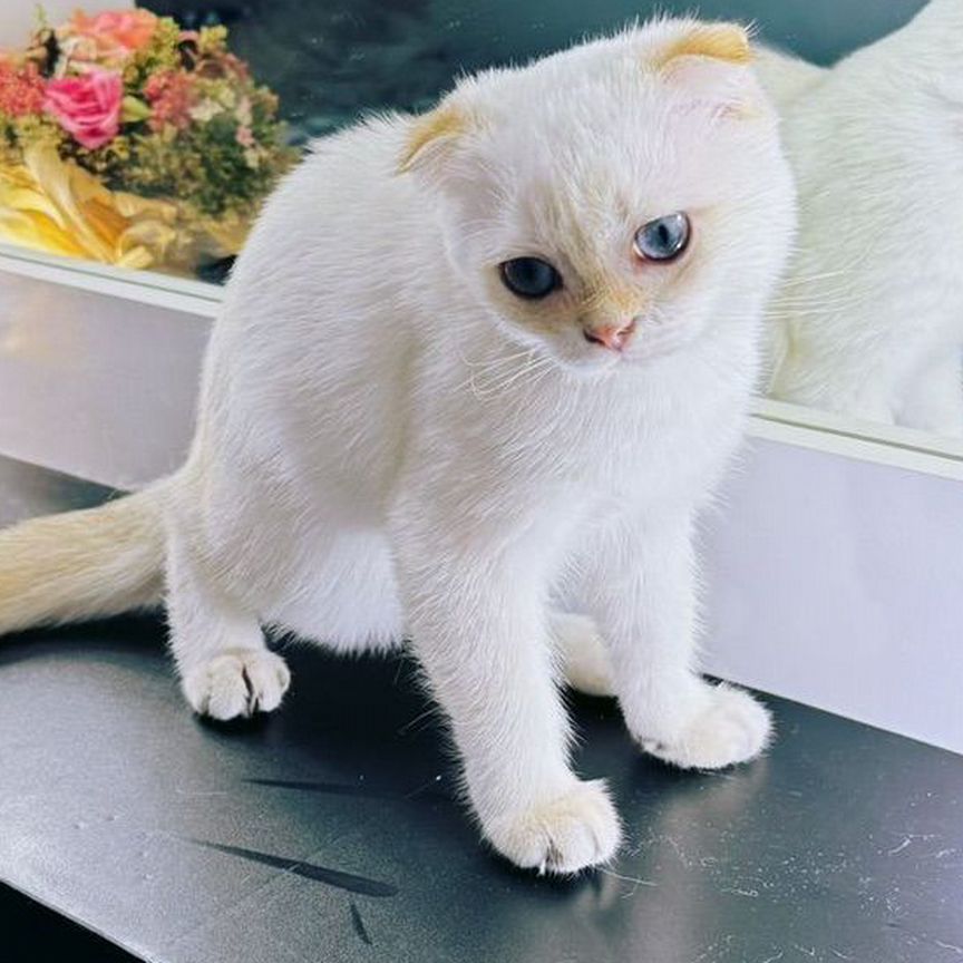 Шотландский котик