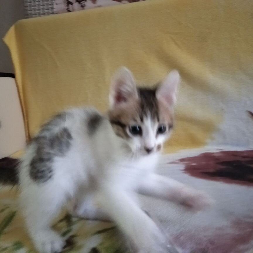 Отдам котëнка