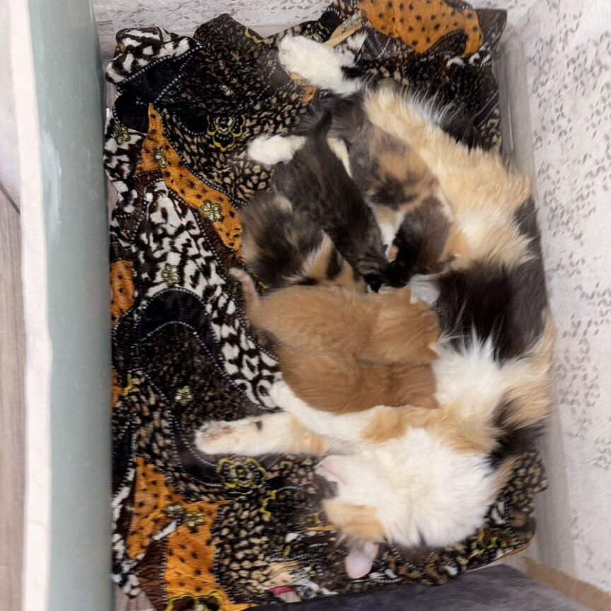 Котята в добрые руки