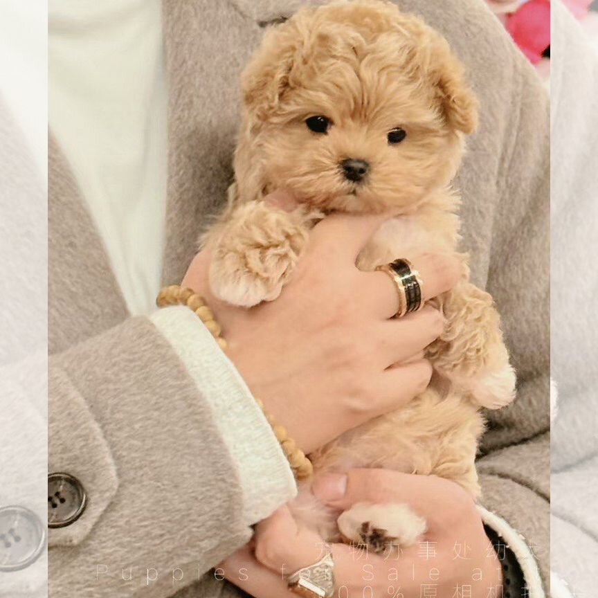 Мальтипу, щенок