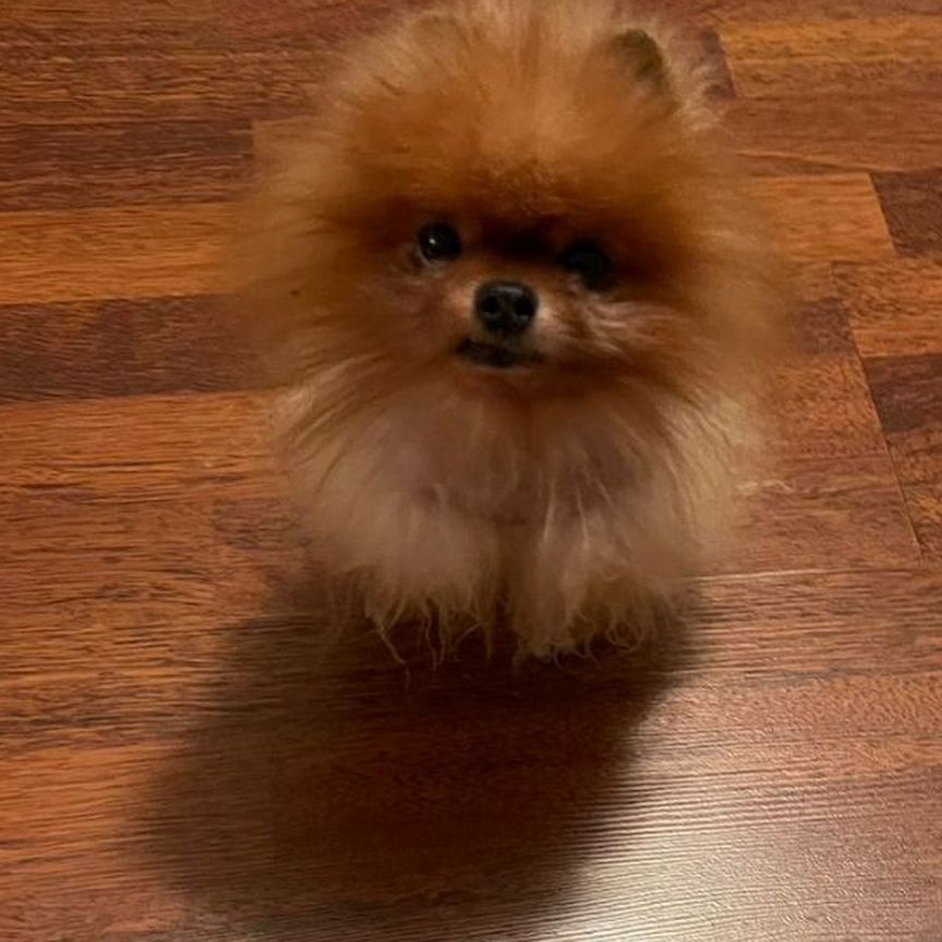 Померанский шпиц, взрослый пёс