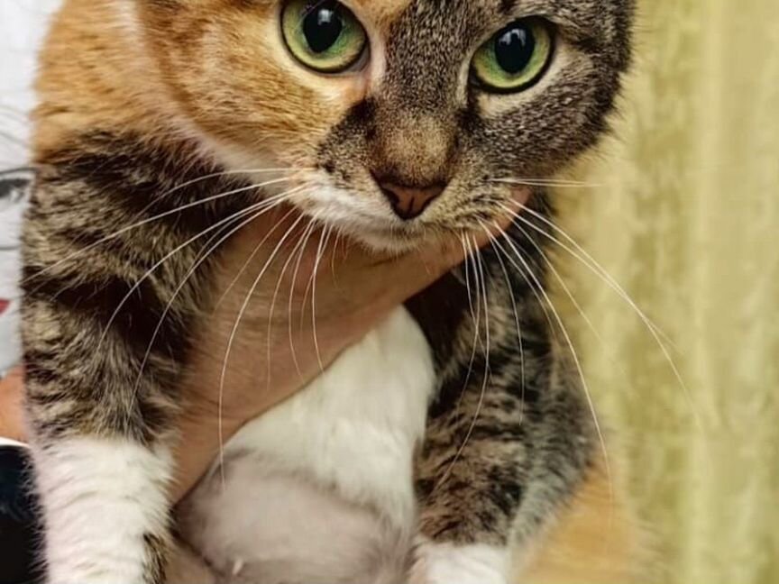 Кошка