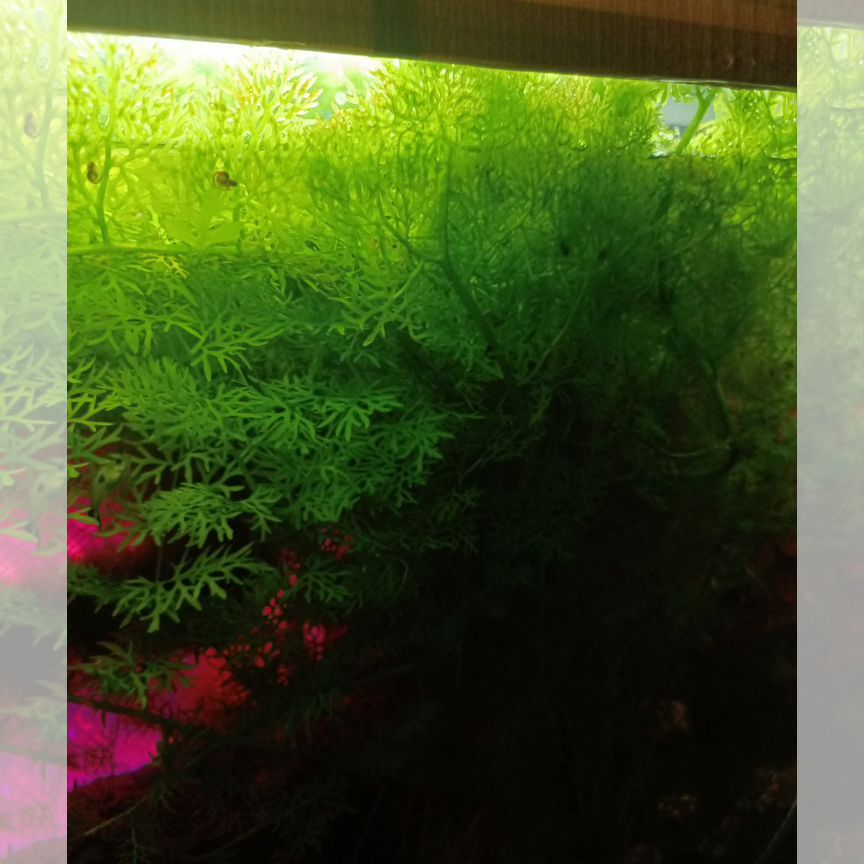 Индийский папоротник. Продам аквариумные растения