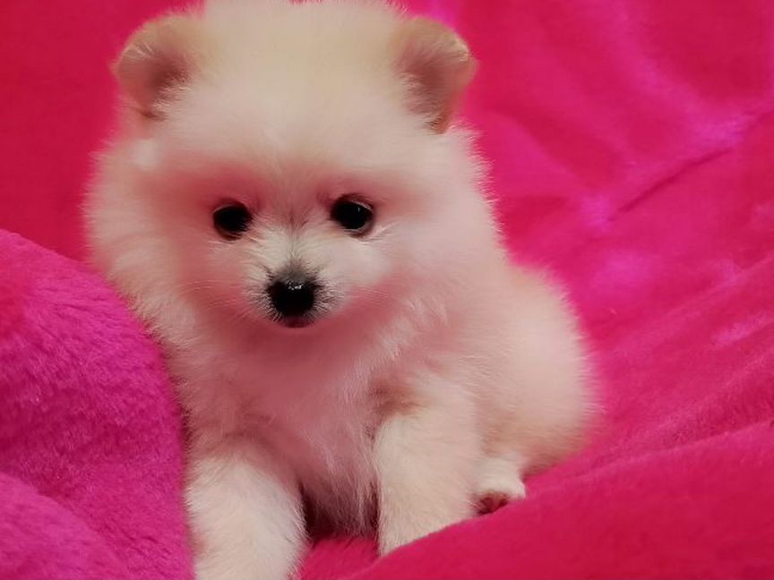 Шпиц миничка девочка