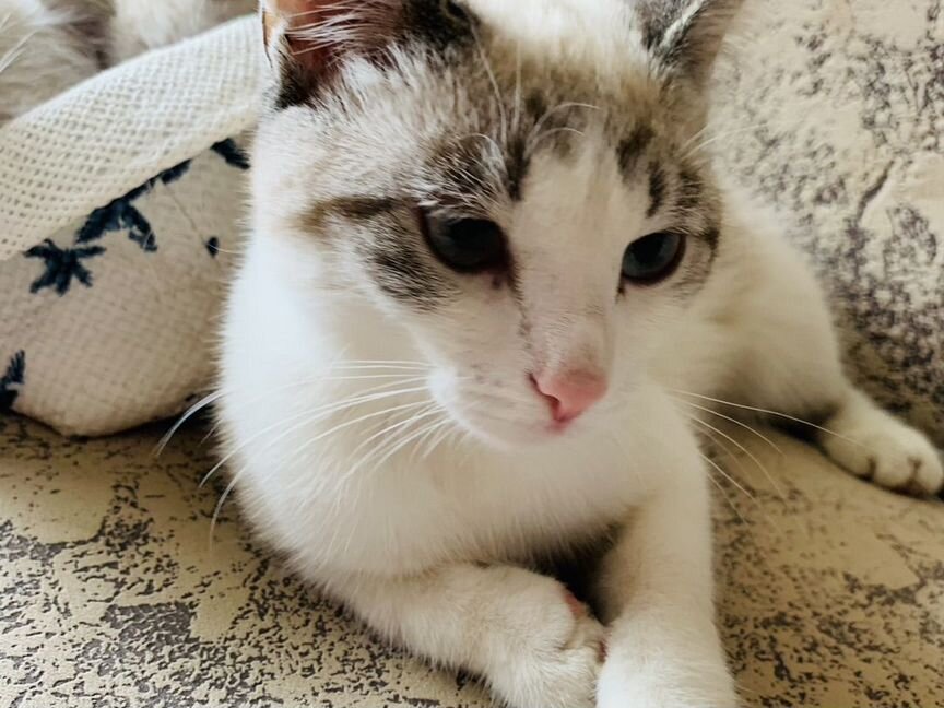 Кошки бесплатно белая