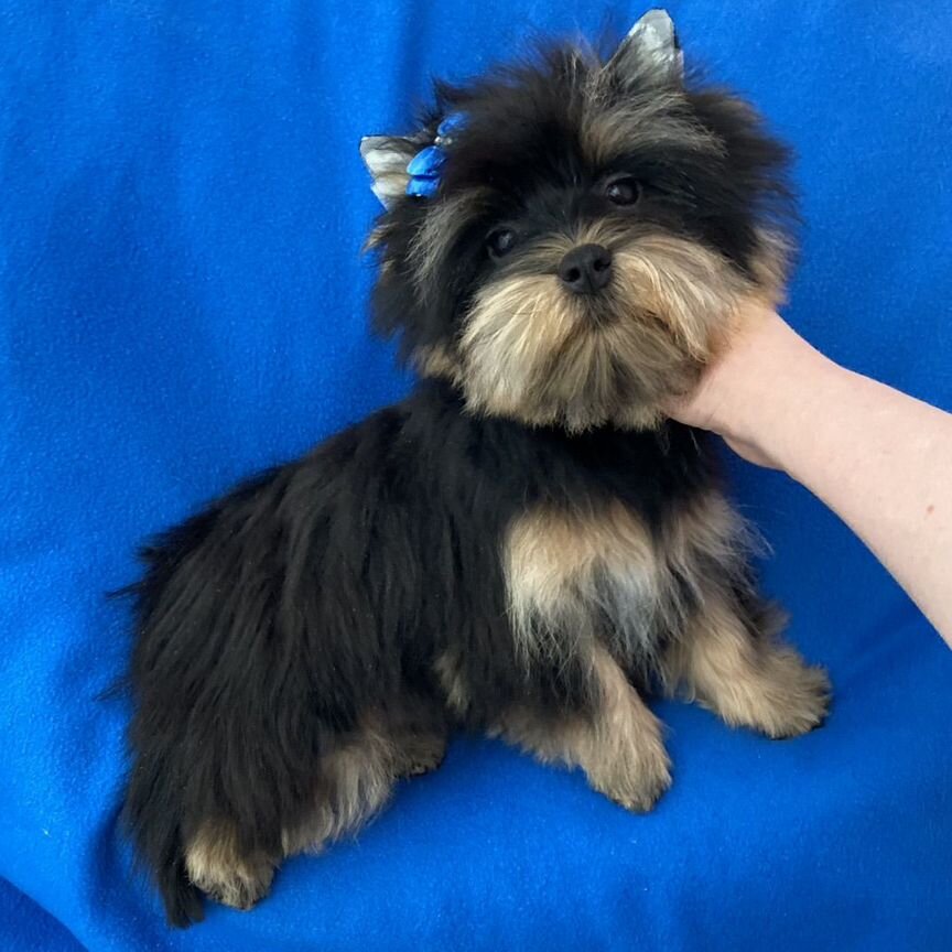 Йоркширский терьер, щенок