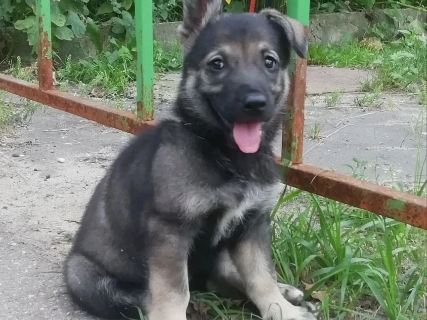 Щенок малышка Челси