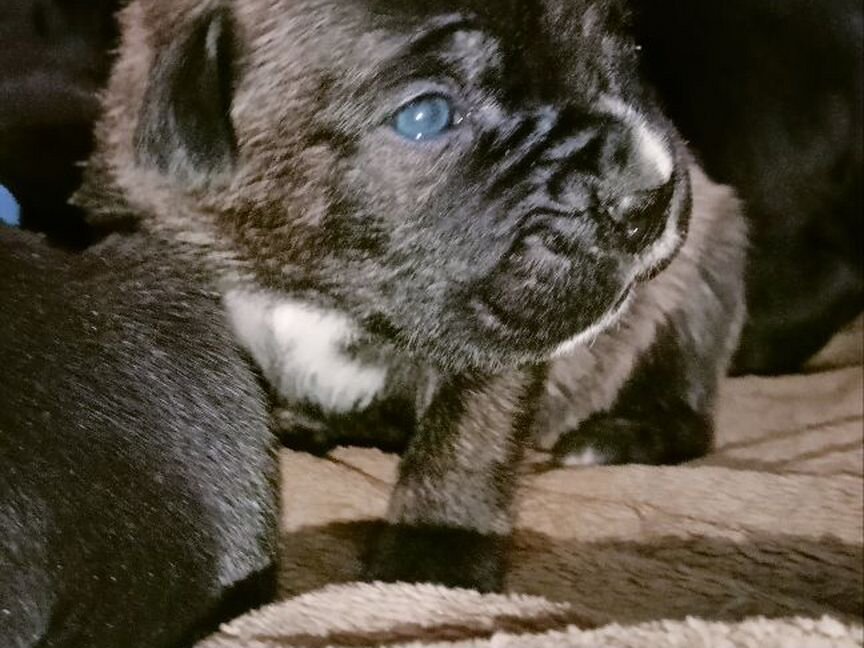 Щенки канекорсо